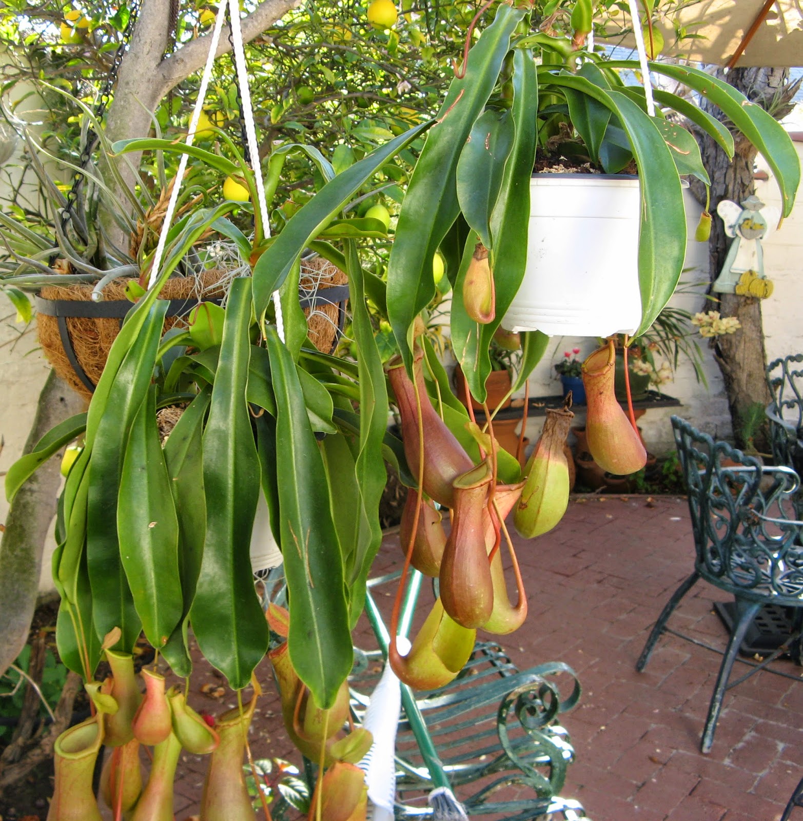 TRAVELS (and more) WITH CECILIA BRAINARD: Garden Update: How My Orchids ...