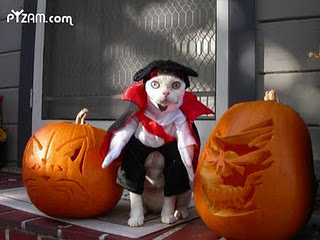 Funny Image Collection: Very Creative and Funny Cat Halloween Images!