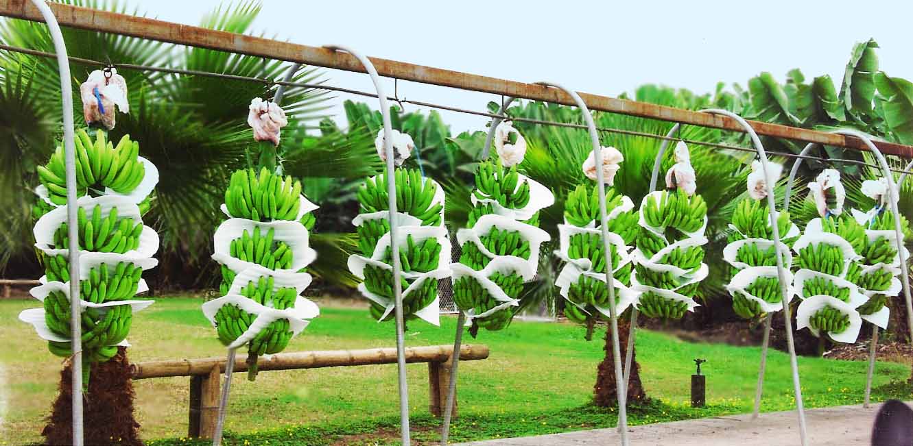 TURISMO MACHALA: noviembre 2015