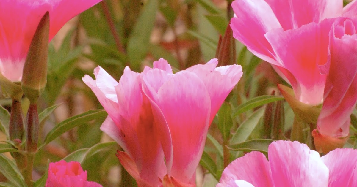 Diary of an Atheist Buddhist: Song of the Jewel Mirror Samadhi