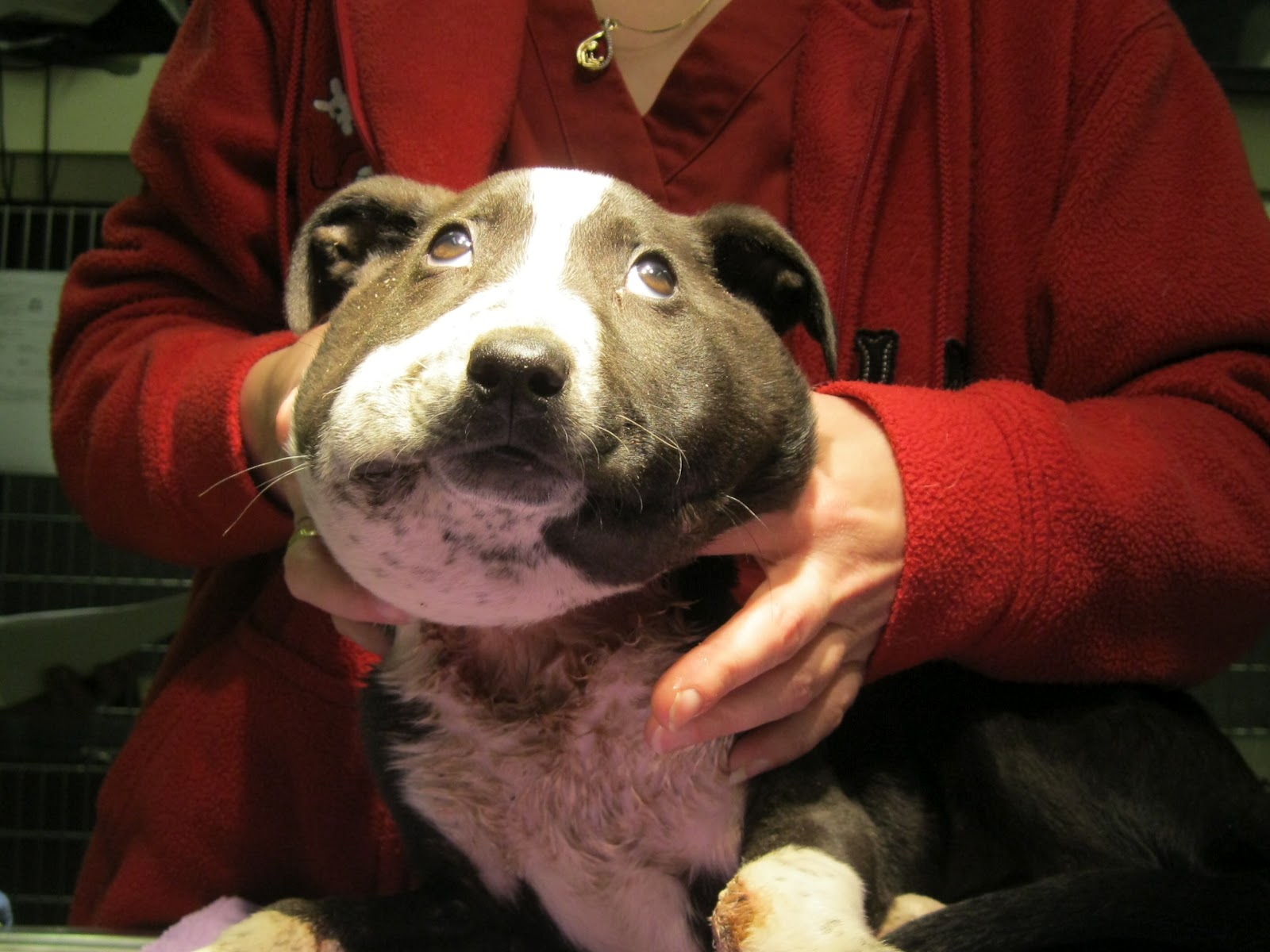 Operation Kindness : Zip Tie Puppy and Mom Recovering at Operation Kindness