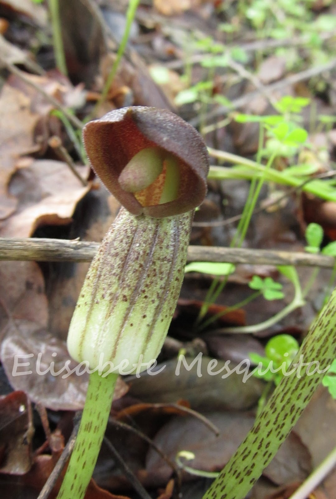 Rota dos Descobrimentos na ESAC: Escola Superior Agrária de Coimbra