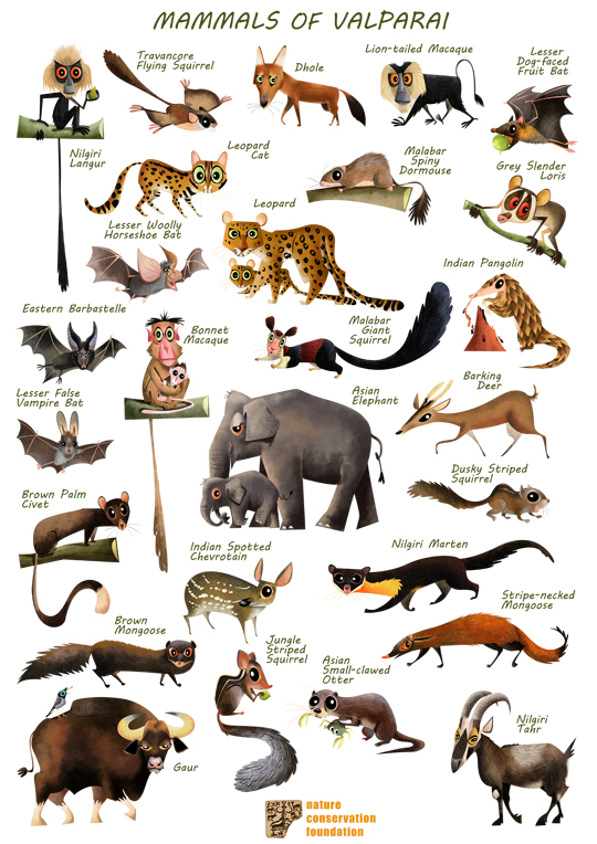 Valparai Animals