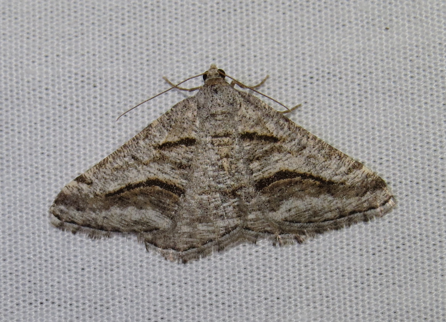 Bug Eric: National Moth Week Recap for Colorado Springs