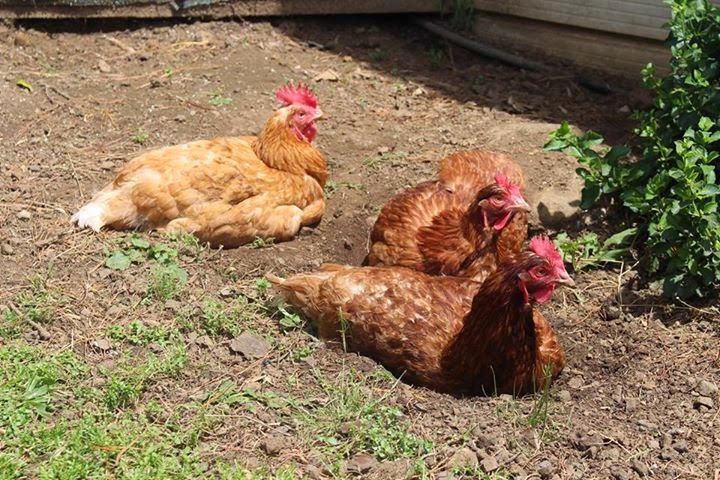 Keeping Chickens NZ: Typical chicken health problems in a nutshell