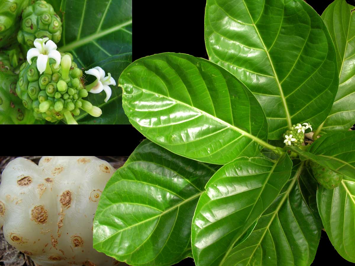 Medicinal Plants: Morinda citrifolia