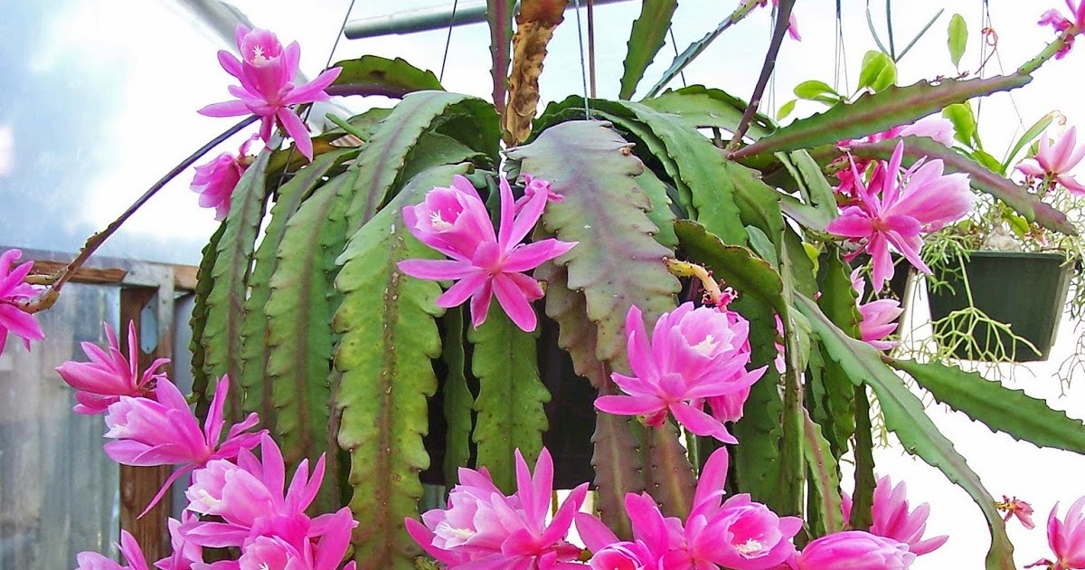 Oregon Cactus Blog: Disocactus phyllanthoides