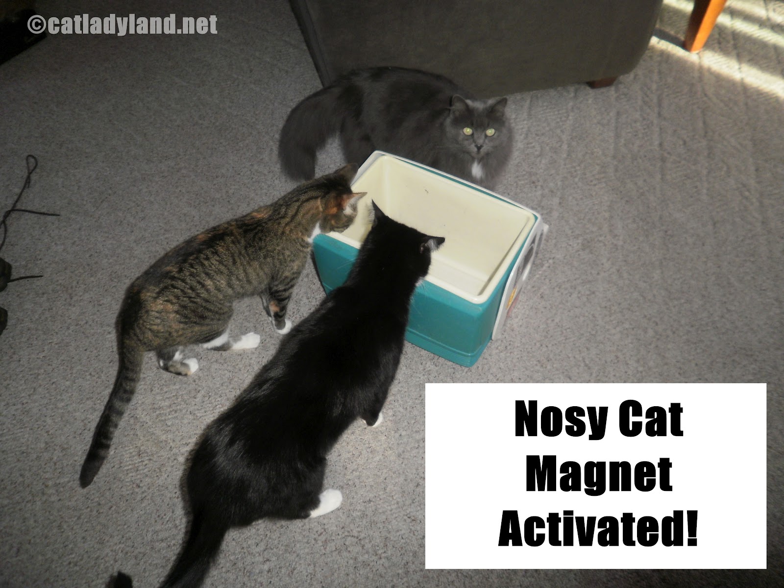 Catladyland: Cats are Funny: Nosy Cat Magnet