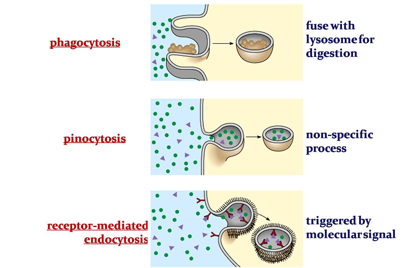 My Scientific Blog - Research and Articles: THE BIOLOGICAL MEMBRANE