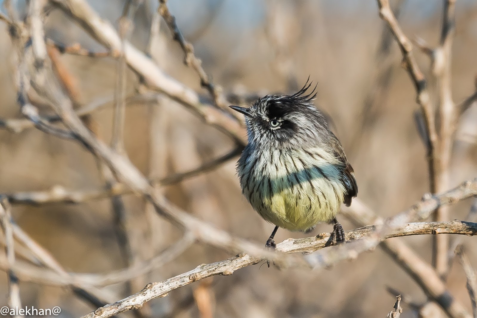 Pájaros, Pajarracos: Cachudito
