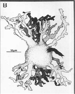 The Cellular Scale: Neurons tuned like the strings of a harp