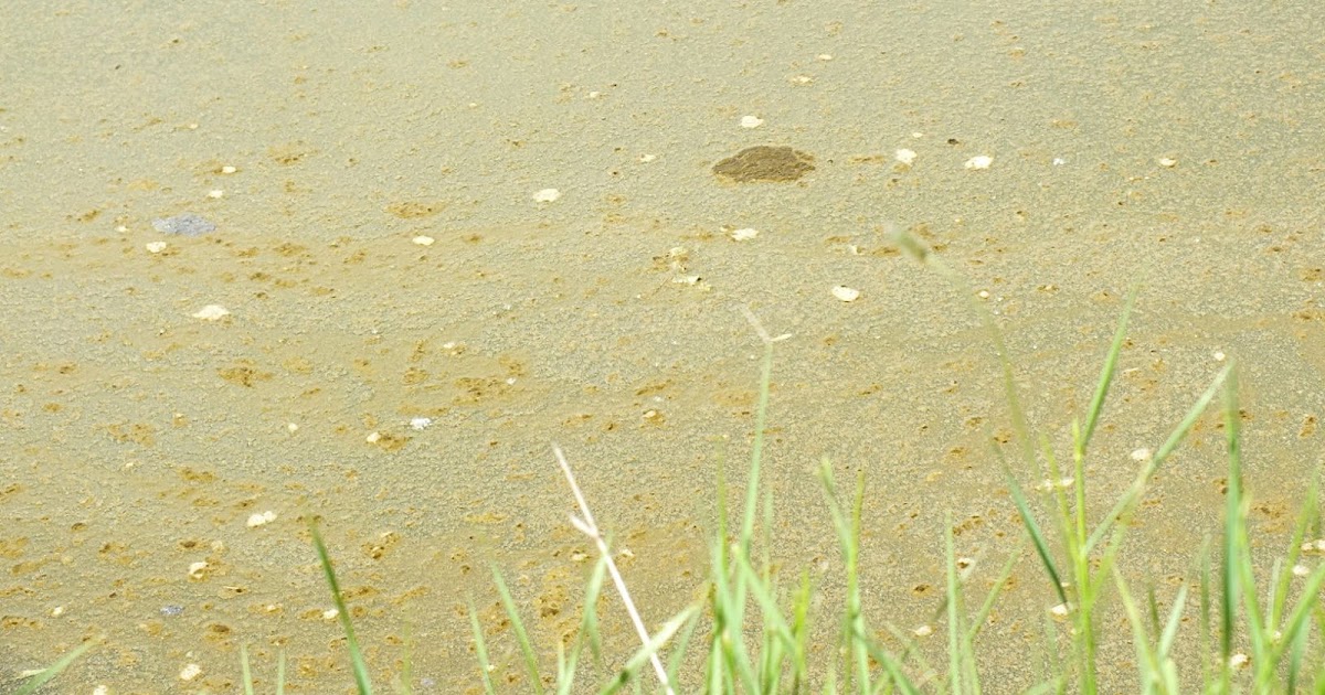 Jurnal unui desculț : raul vedea, infectat, infestat. deversare directa ...