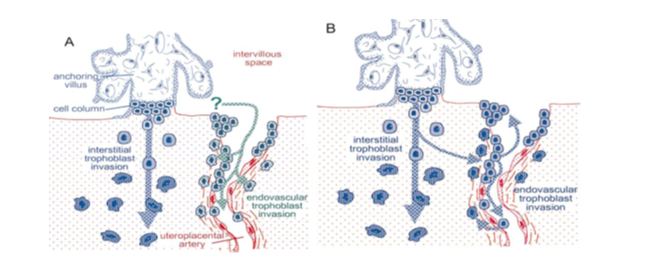Dr. Bharati's Hub: Placental Development