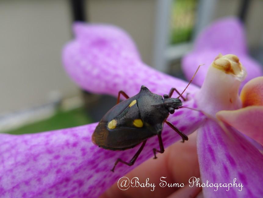 Baby Sumo Photography: Black Insect with BackFace - KL, Malaysia