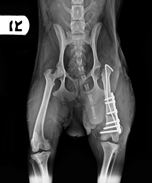 ARTROVET: Doble fractura de fémur