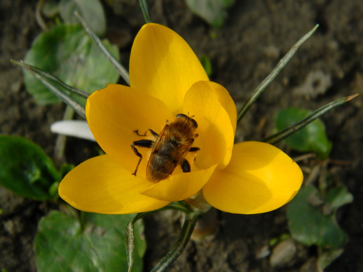 LA MULTI ANI, ROMANIA!: Branduse