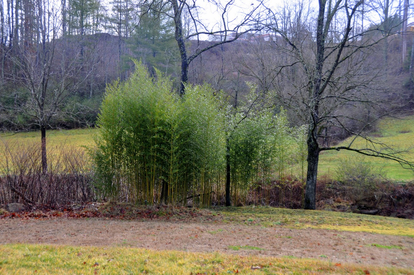 Vicki Lane Mysteries: River Cane