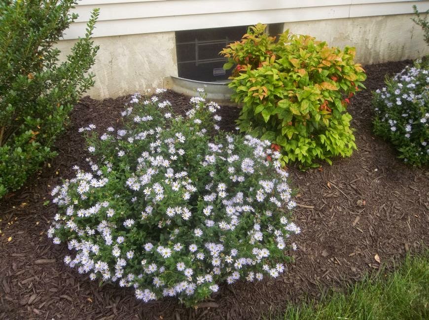 Future Plants by Randy Stewart: Kalimeris - Japanese Aster