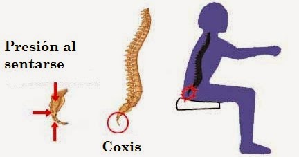 Anatomía de la columna vertebral: LA EVOLUCIÓN DE LA COLUMNA VERTEBRAL