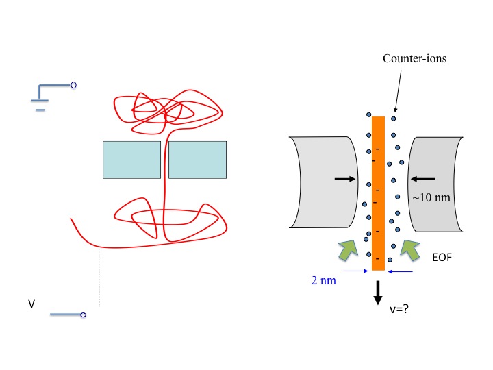 Research Bulletins: How fast do DNA zip through nanopores?
