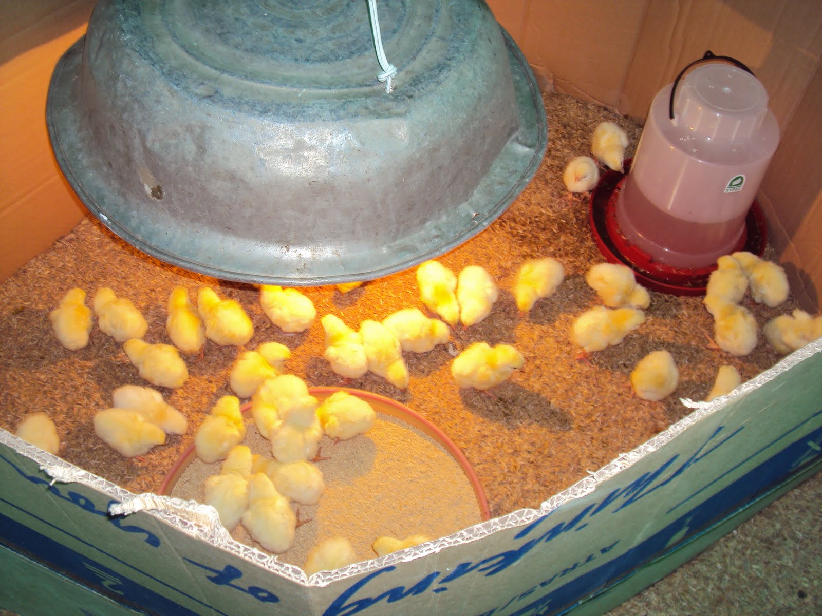 Pollos de engorde: RECIBIMIENTO DEL POLLITO