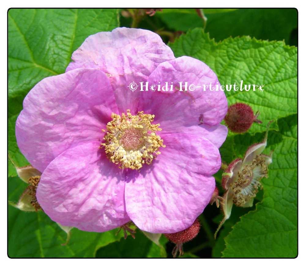Heidi Horticulture: Plant Profile: Rubus odoratus - Flowering Raspberry