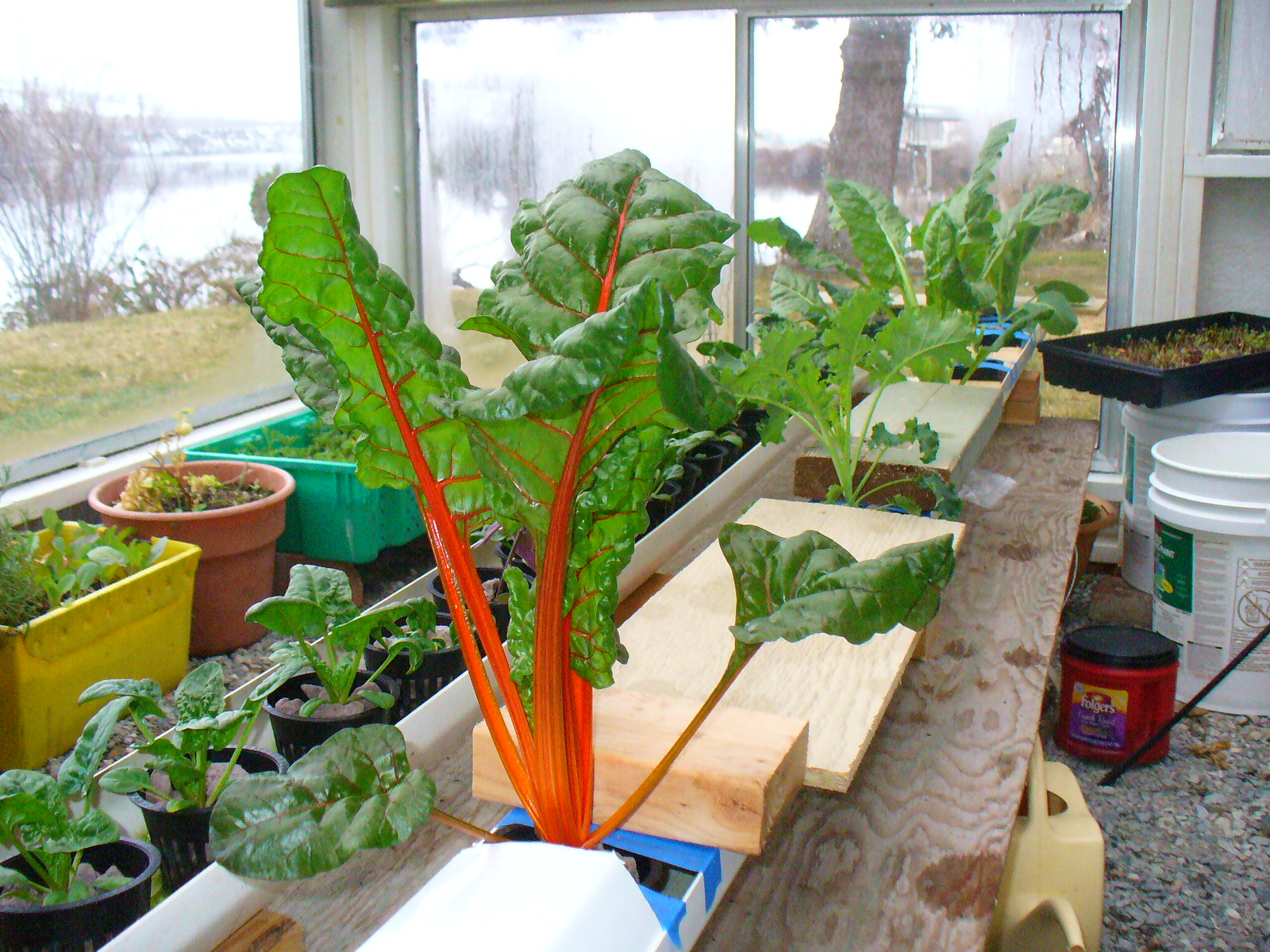Green and fit: Hydroponics in the Winter Greenhouse