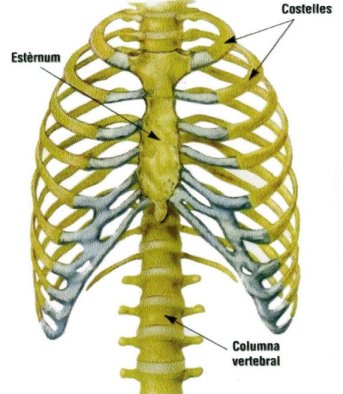 Els éssers vius...un món per descobrir!: Els ossos