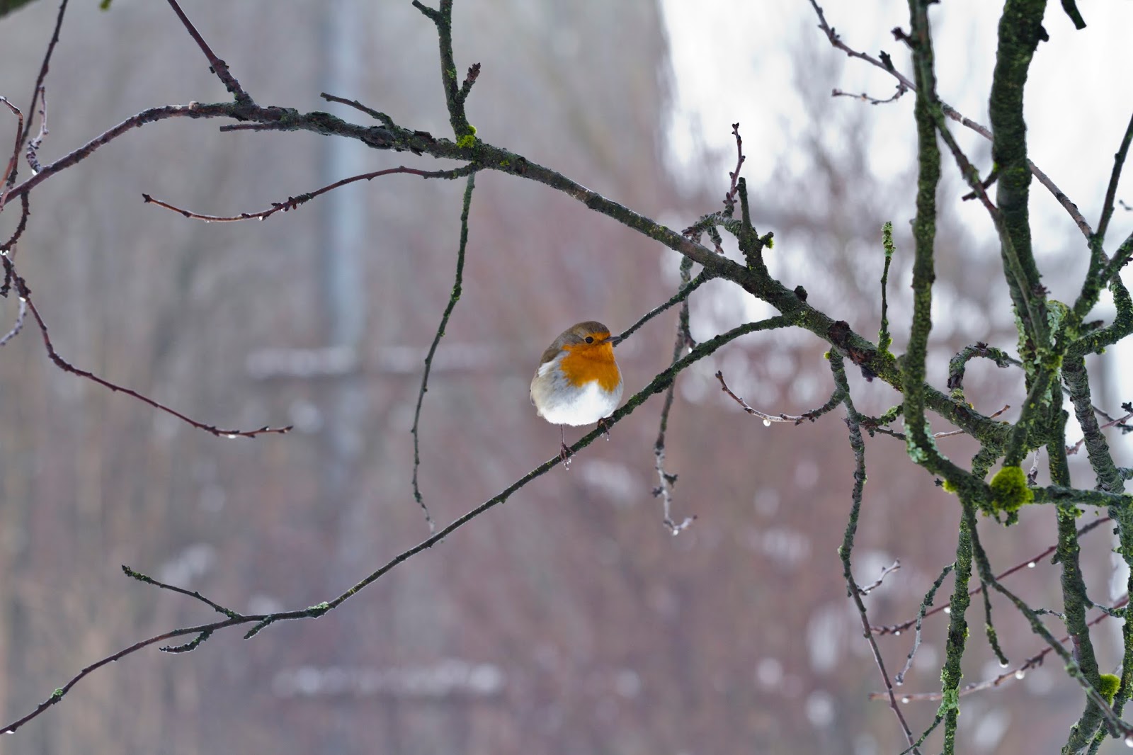 Beatrix Potter's Gardens: Oh the Red Red Robin