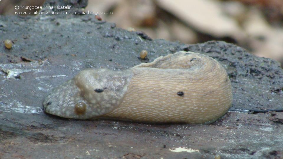 Snails and Slugs from Romania: Limax (Limax) cinereoniger