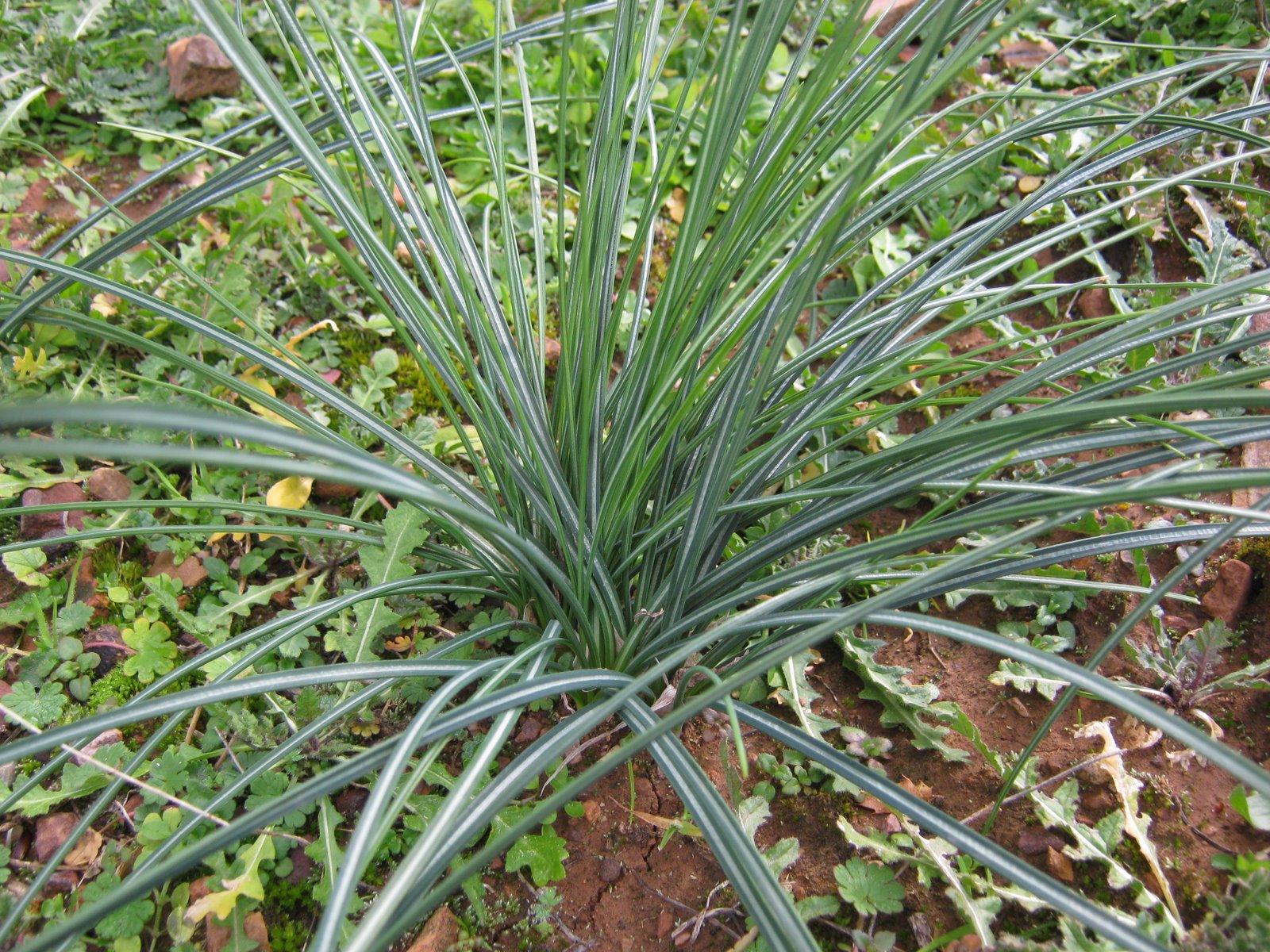 castellardesantiago.org: Azafrán. Planta y flor.