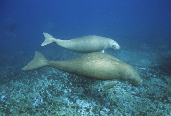 The Pokémon character- Dugong
