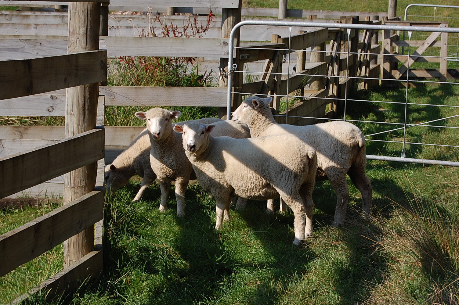 Living a Life at the Beach: The sheep shagger............