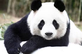 PANDA - O URSO QUE PARECE DE PELÚCIA
