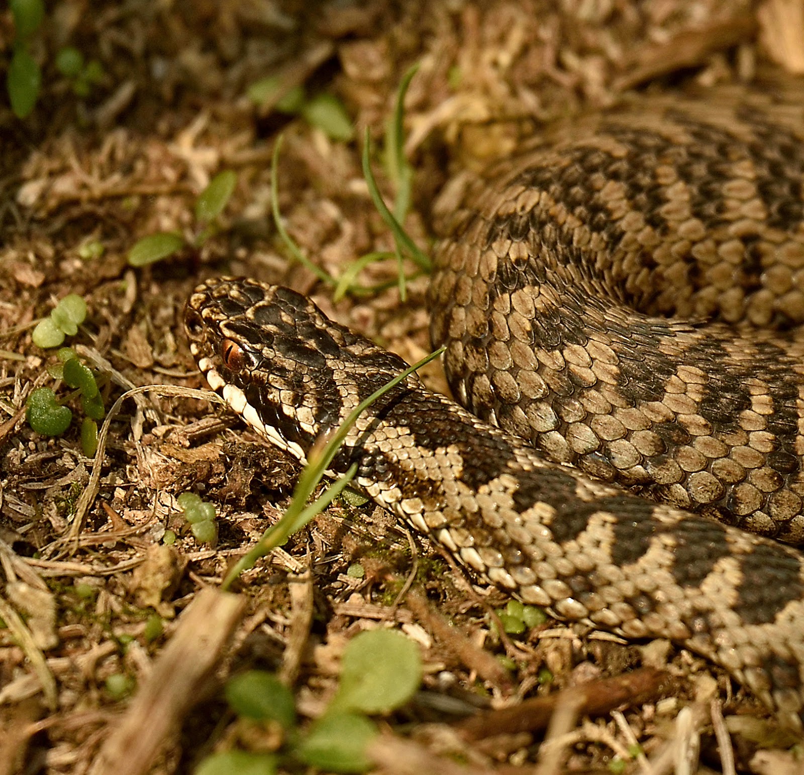Alan James Photography : Early Adder at Trewavas Head