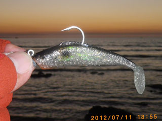 SECRET BARRAMUNDI by Hiro Nakamura: The cold water Catfish 33 SQUIDGY FISH