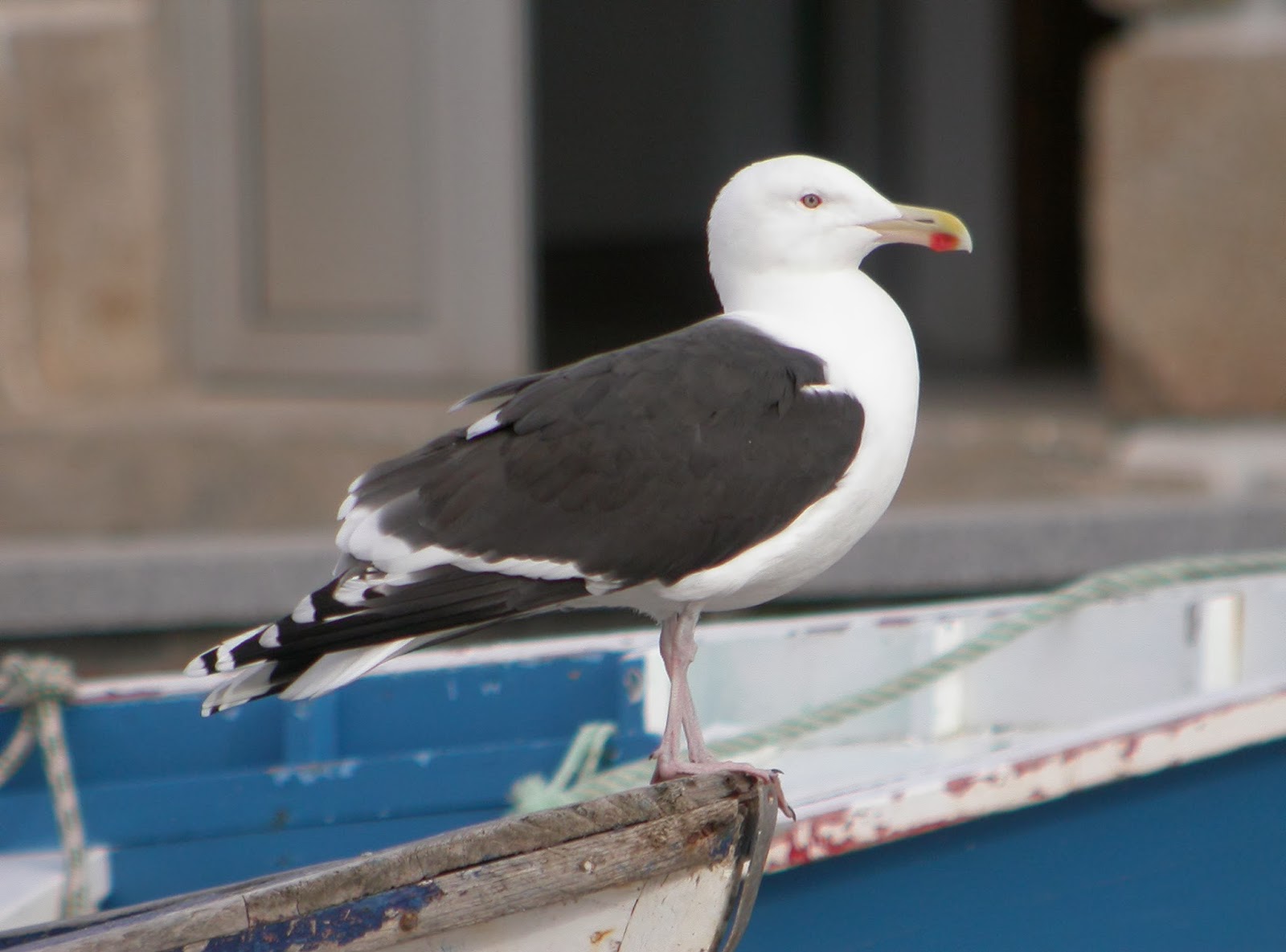 Aves y Fotografía de Naturaleza: Gavión Atlántico, Larus marinus, Great ...