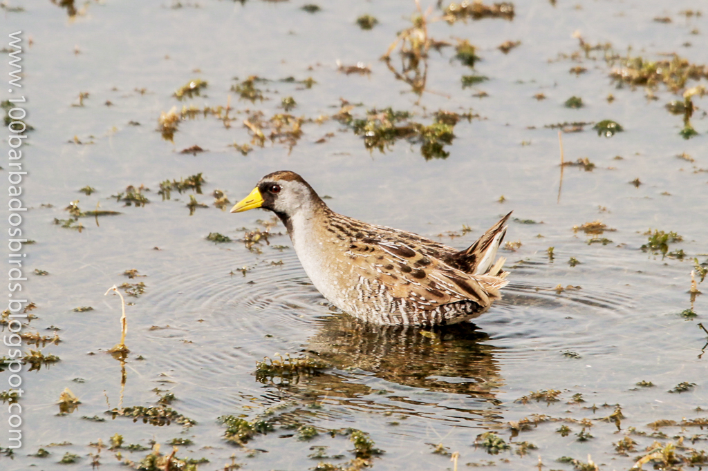 Birds of Barbados: Sora Rail (Porzana carolina)
