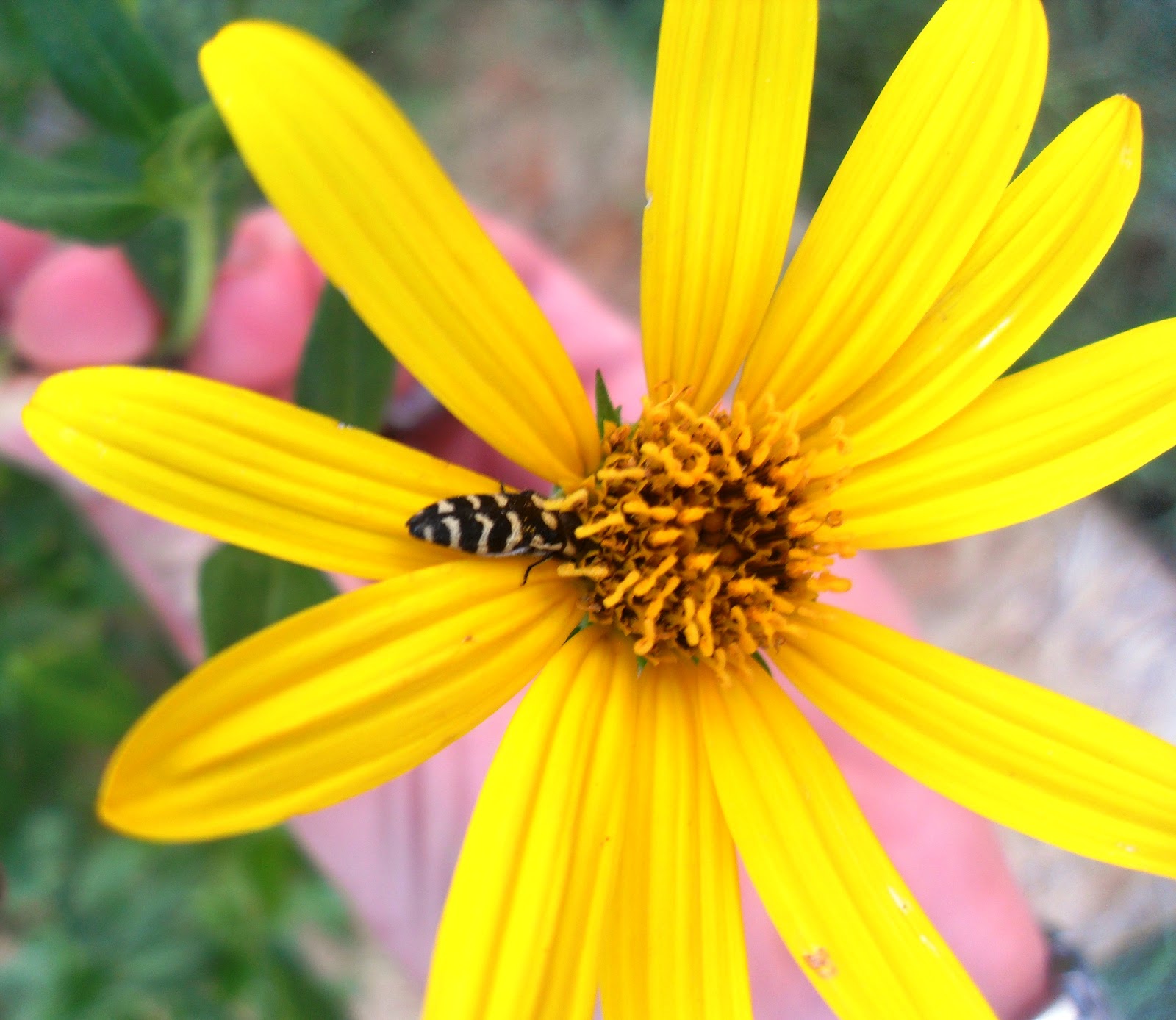 The Scientific Gardener: Here Come the Bugs!