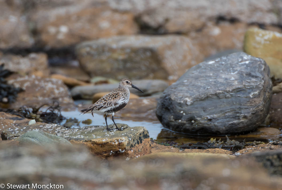 Paying Ready Attention - Photo Gallery: Wild Bird Wednesday 212 ...