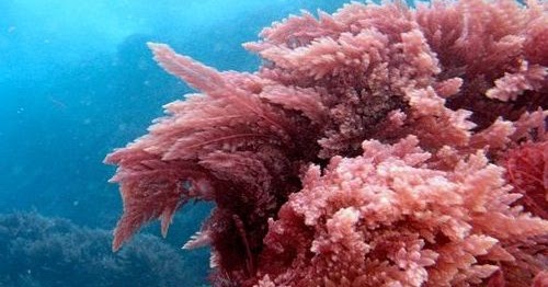 Important Facts about Red Algae ~ Transforming the World