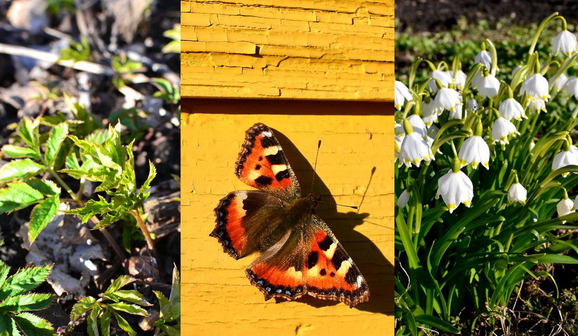 Paar peotäit naati ja kirju liblikas