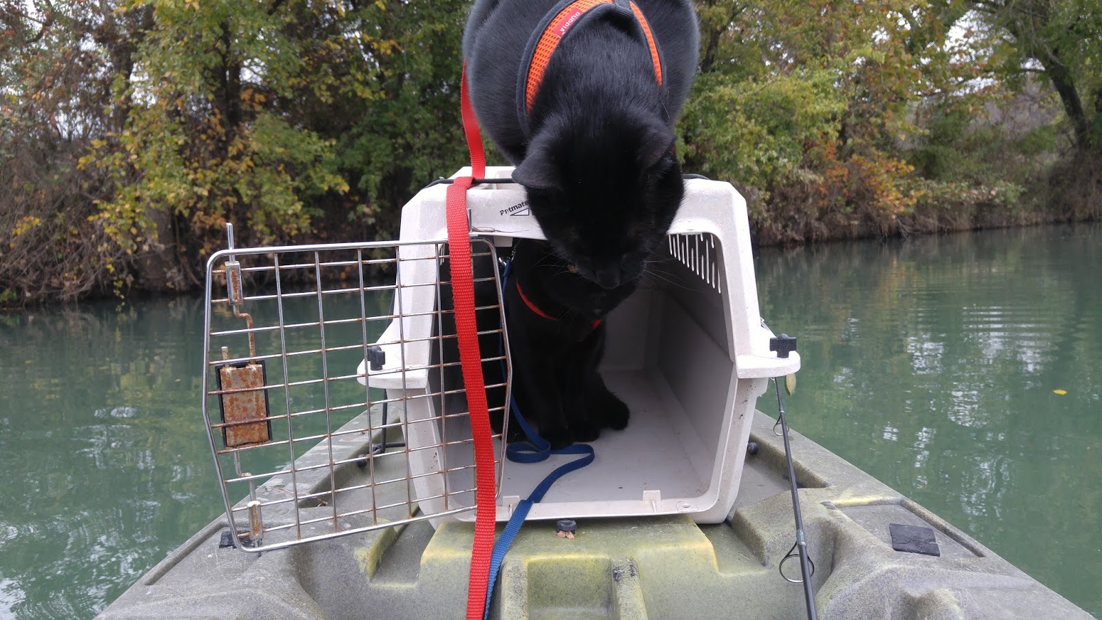 The Adventures of Kayaking Cats!: Do Your Cats Like Water? No!