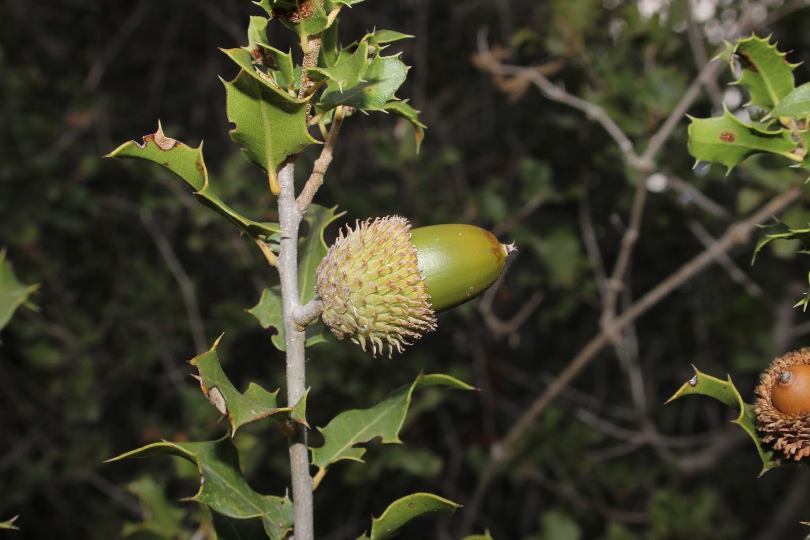 Biodiversity of Cyprus by NGO Protection of the Natural Heritage and ...