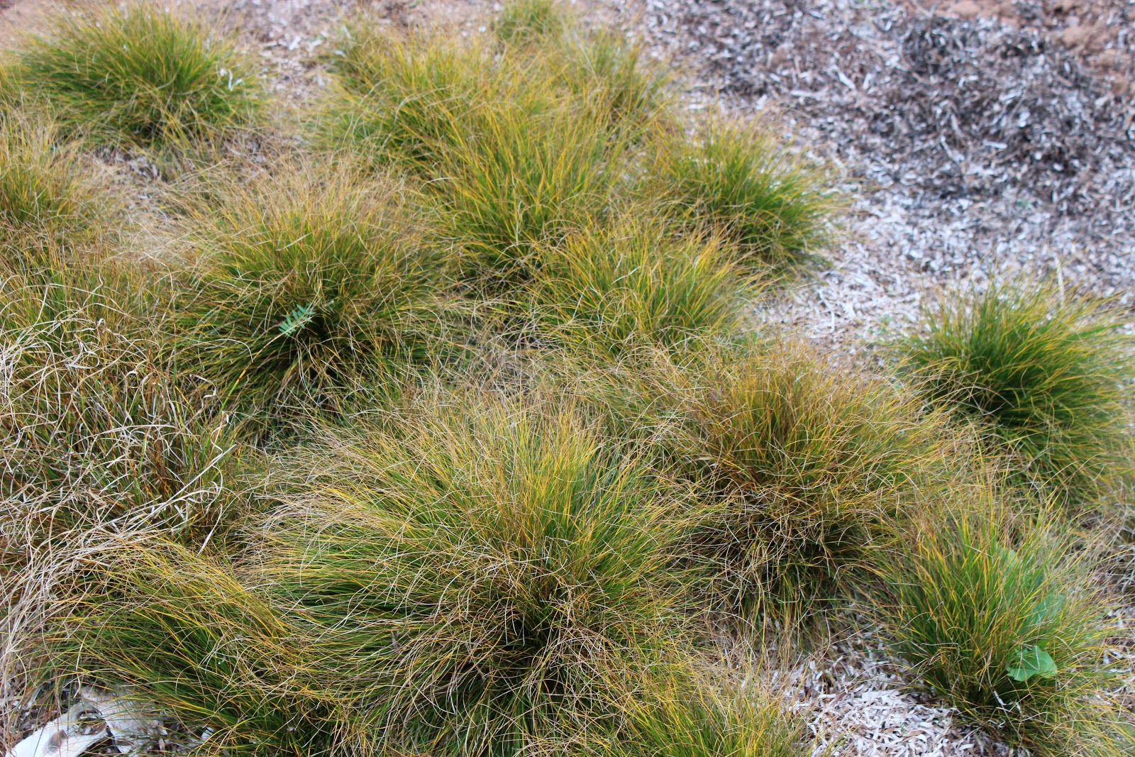 Lovegrass Farm: Carex eburnea (Ivory sedge)