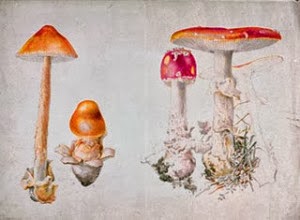 Summer of Illustration : Beatrix Potter, English author, Illustrator ...