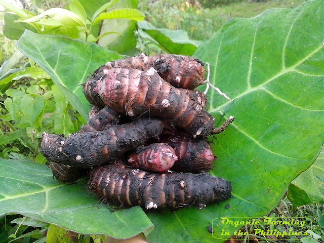 Organic Farming in the Philippines: Let us promote and practice Organic ...