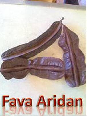 DIARIO DE YAWO: Fava de Aridan