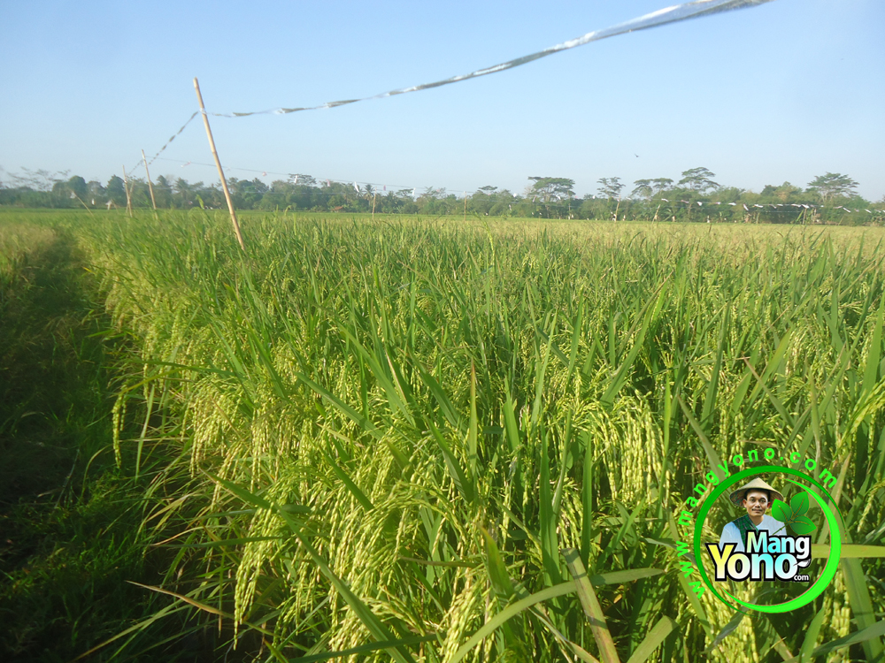 Percobaan : Tanaman Padi TRISAKTI 59 HST di Sawah Rawa - 75 HST Panen