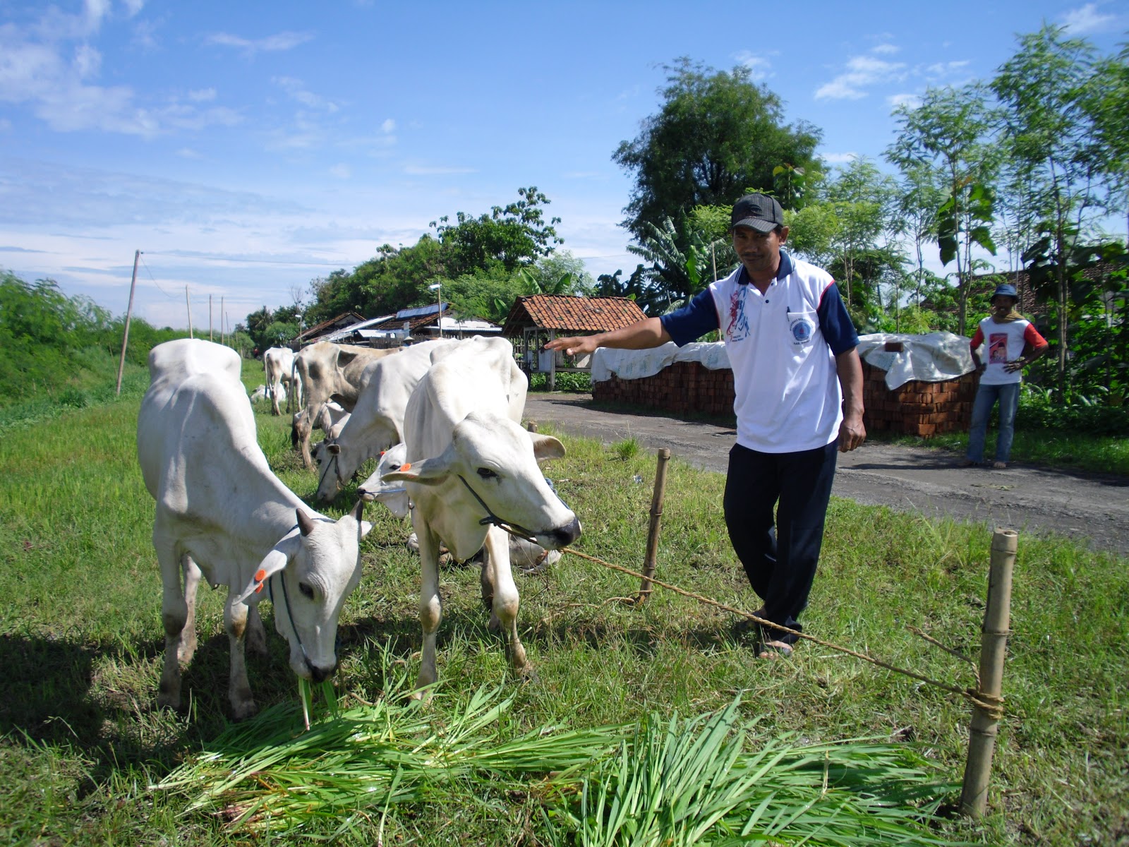 Kelompok Tani Ternak Sapi Berkah Jaya: Allhamdulillah Bantuan Sosial Ternak Sapi sudah kami terima